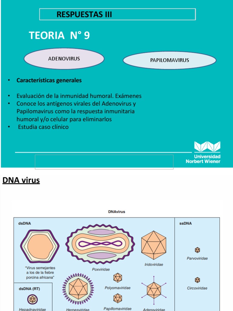 Teoria N°9 Respuestas Iii | PDF | Adenoviridae | Virus