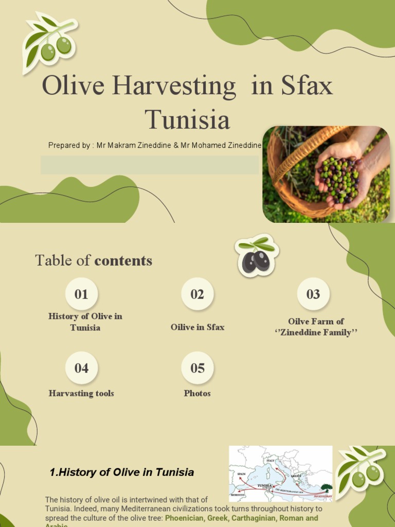 Presentation Olive | PDF | Olive | Carthage