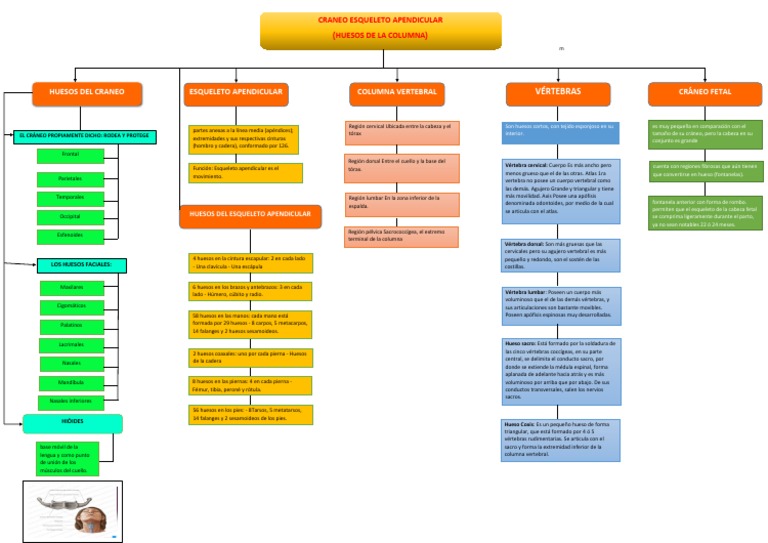 Mapa - Columna | PDF | Vértebra | La columna vertebral