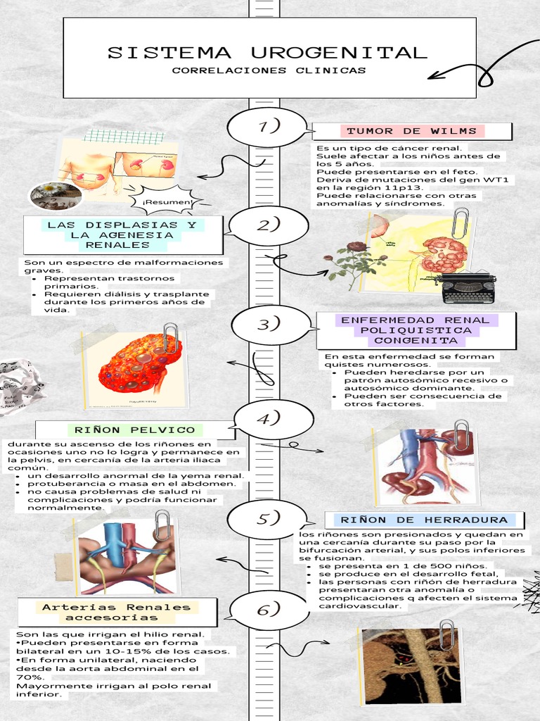 Infografía de Sistema Urogenital | PDF | Andrógino | Medicina CLINICA