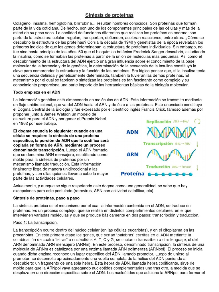 Síntesis de Proteínas | PDF | Traducción (biología) | Rna