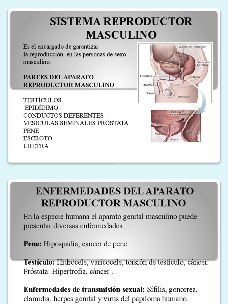 Sistema Reproductor Masculino | PDF | Sistema reproductivo | La ...