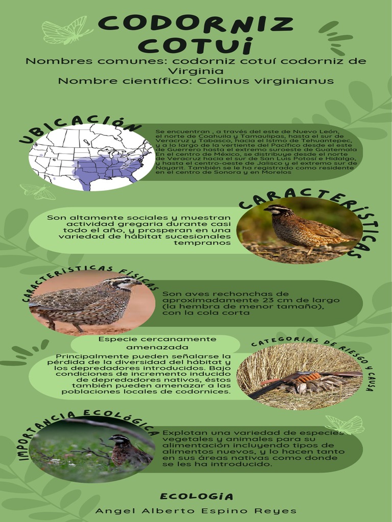 Codorniz Cotuí: Hábitat y Características | PDF | Aves | Ornitología