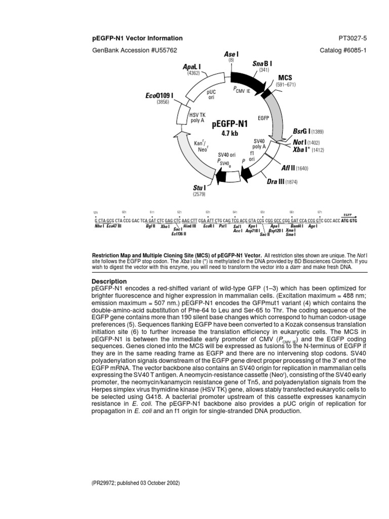 pEGFP-N1 Map Clontech | PDF | Gene | Green Fluorescent Protein