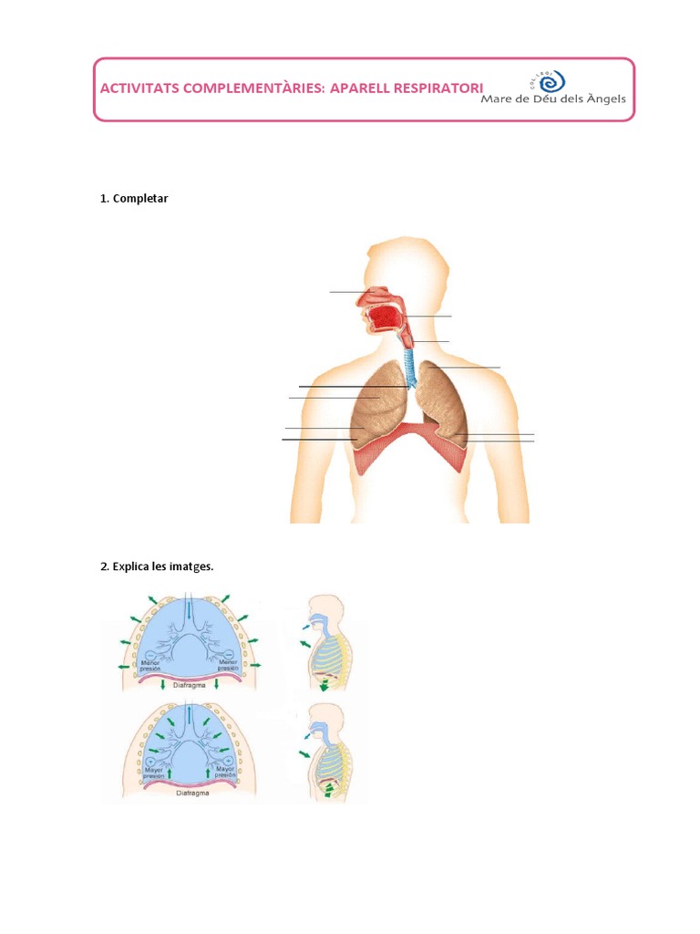 Activitats Complementàries | PDF