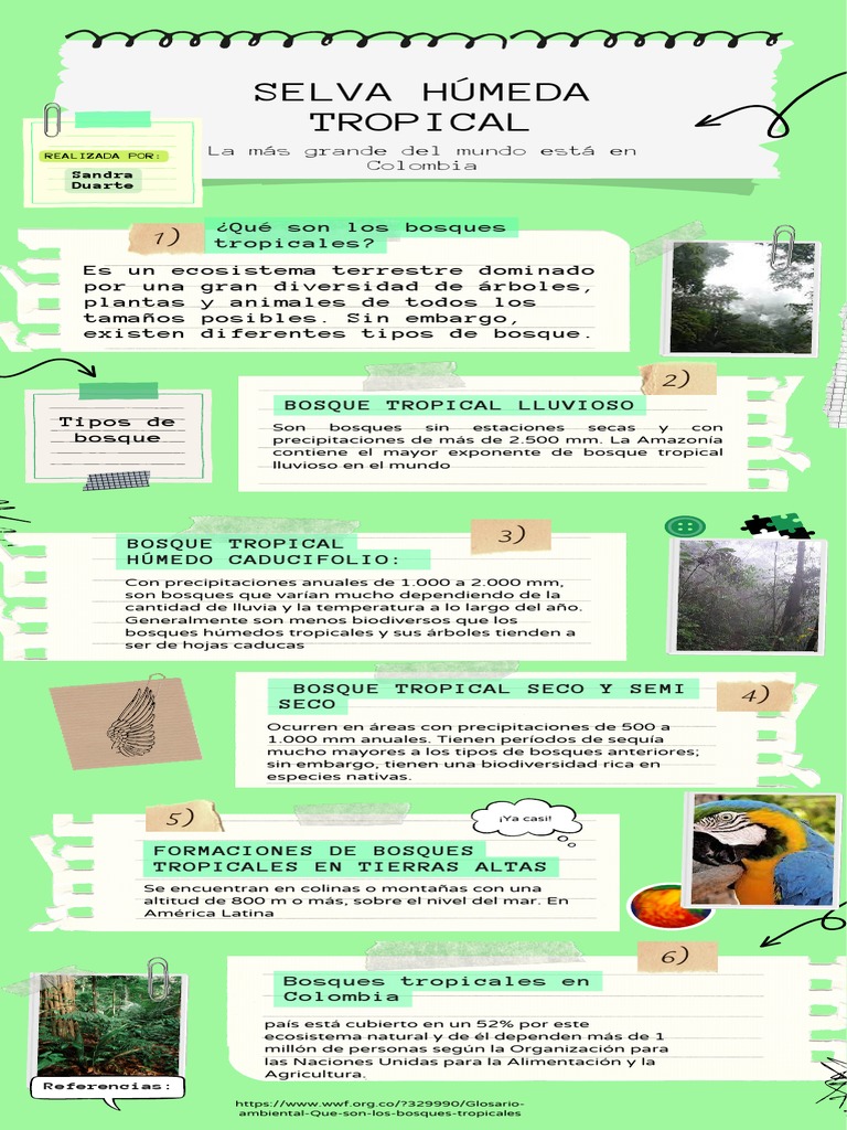 Infografía Bosque Humedo Tropical | PDF | Los bosques | Zona tropical