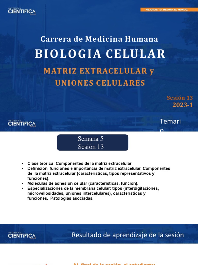 Biología Celular - Matriz Extracelular y Uniones Celulares-5-16 | PDF ...