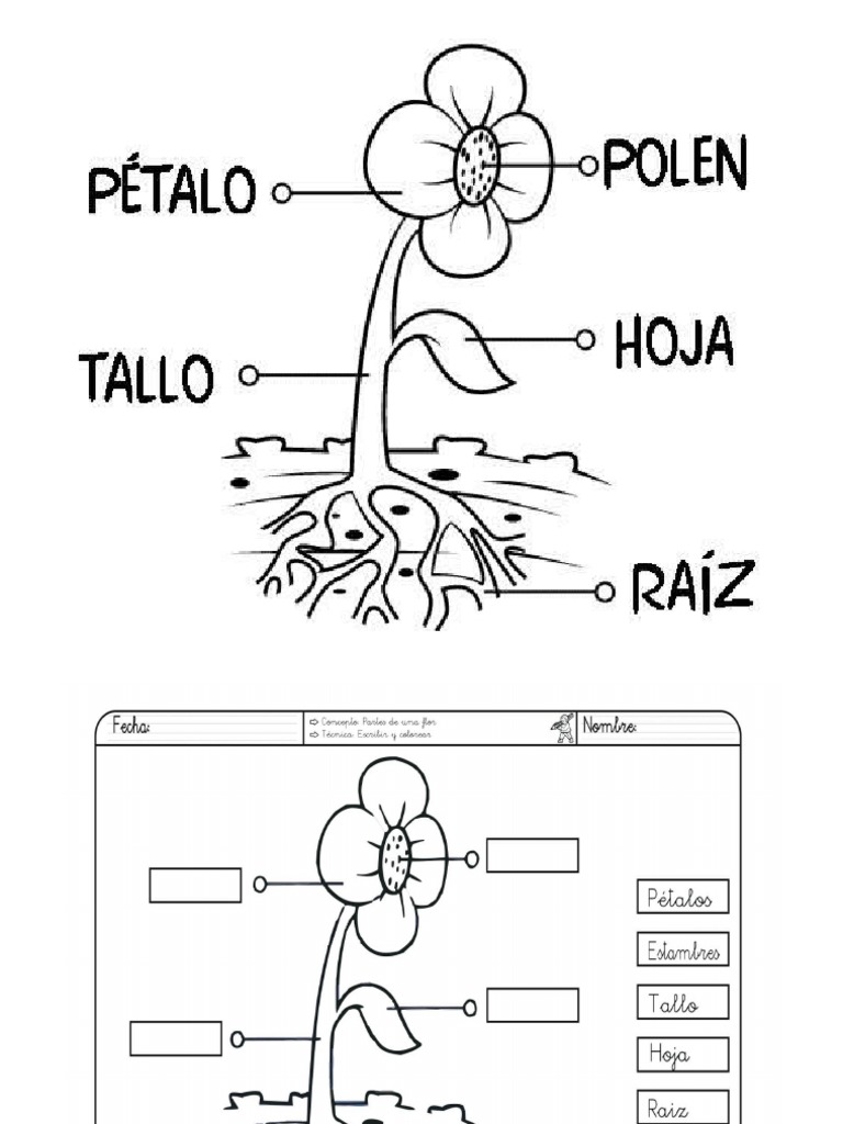 Partes de La Flor 2 | PDF