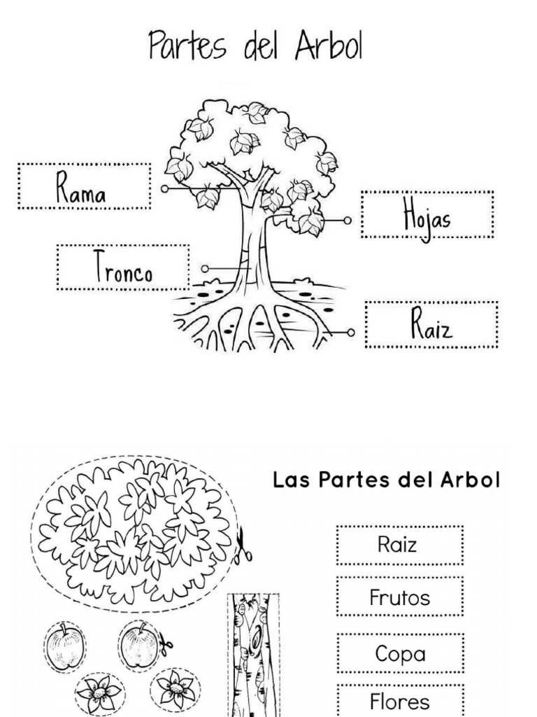 Partes Del Arbol 1 | PDF