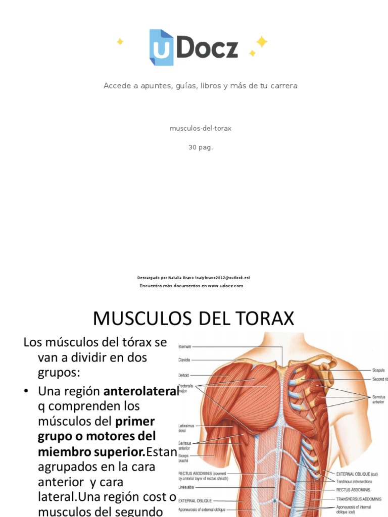 Musculos Del Torax 219758 Downloable 3024410 | PDF | Tórax | Sistema ...