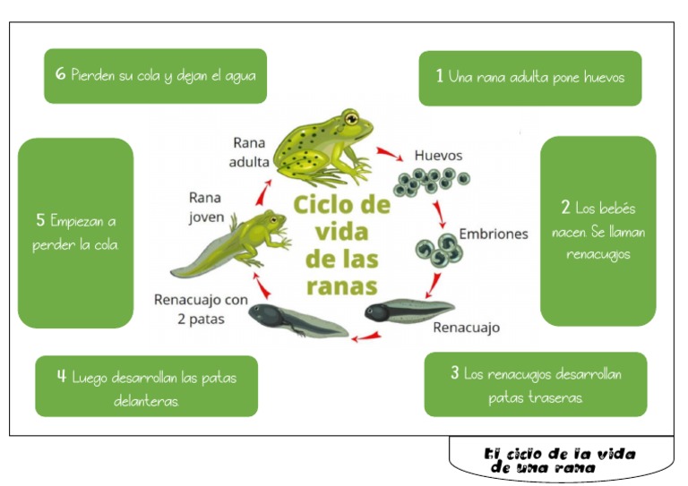 Ciclo de Vida de La Rana | PDF