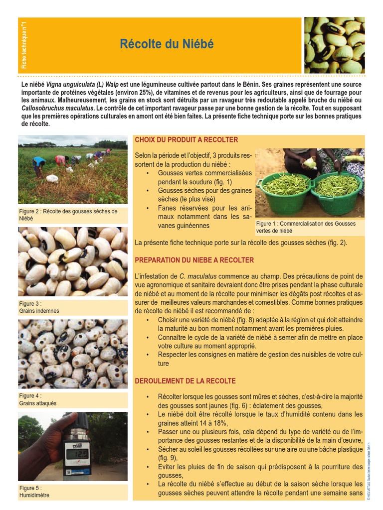 Recolte Du Niebe | PDF | Agriculture | Cultures