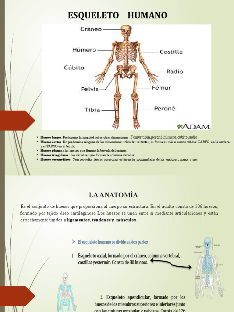 Esqueleto Humano | PDF | Hueso | Articulación