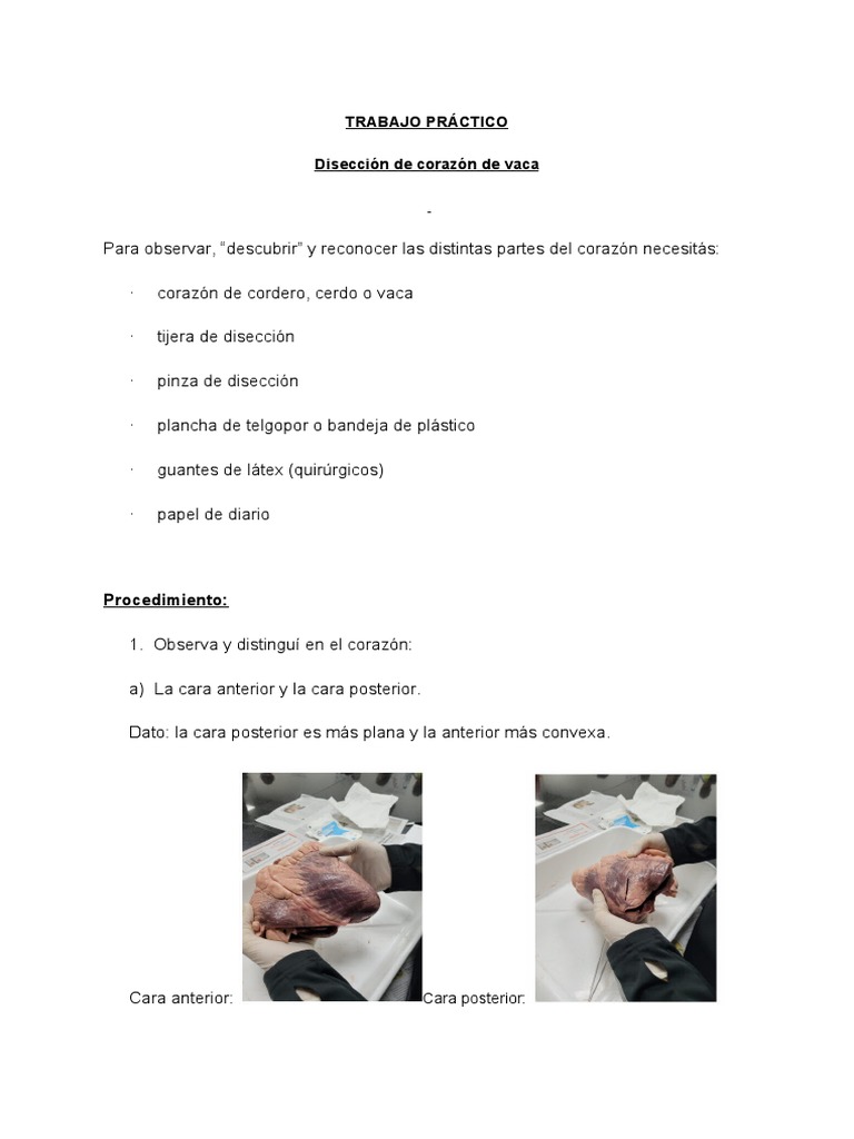 Guía para Disección de Corazón de Vaca | PDF | Ventrículo (corazón) | Vena