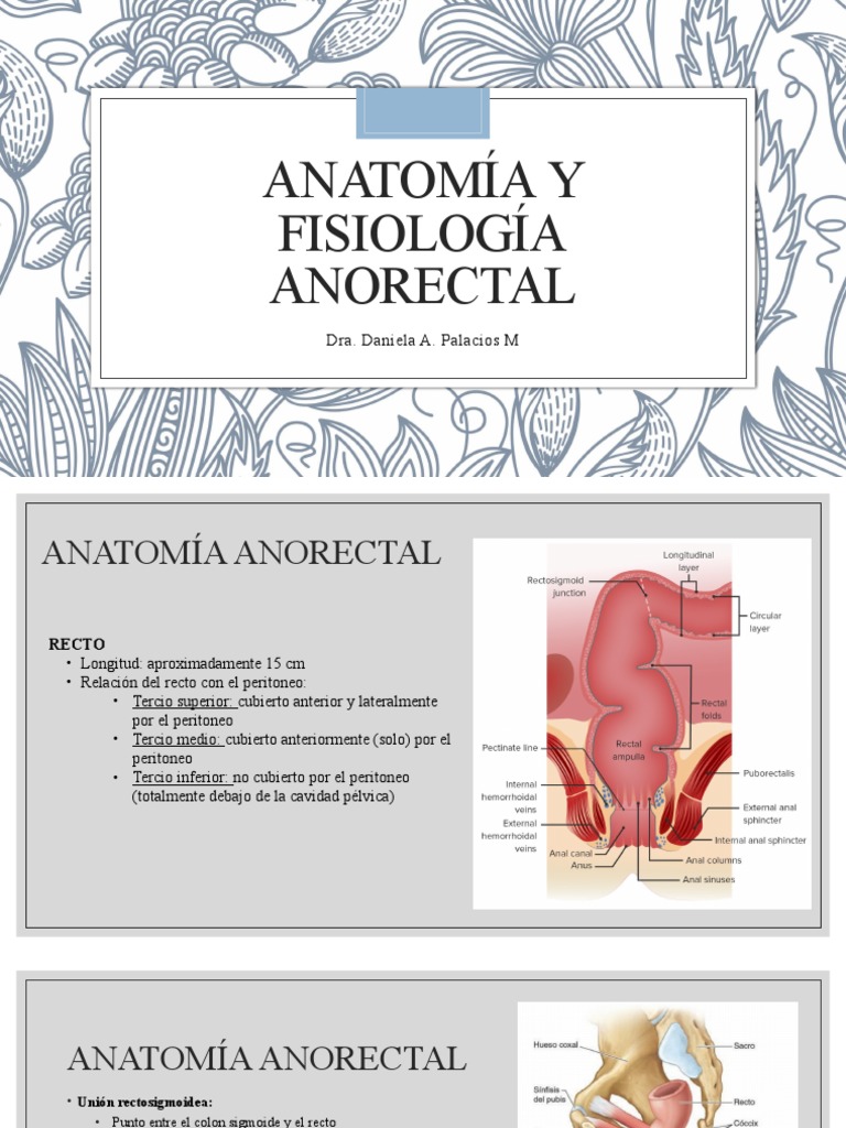 Anatomía y Fisiología Anorectal | PDF | Recto | Sistema digestivo