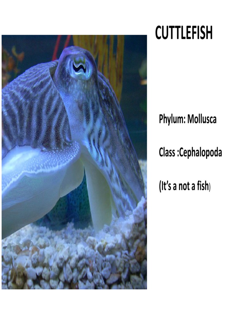 Present1 Alex Cuttlefish | PDF | Color | Vision Present1 Alex Cuttlefish | PDF | Color | Vision