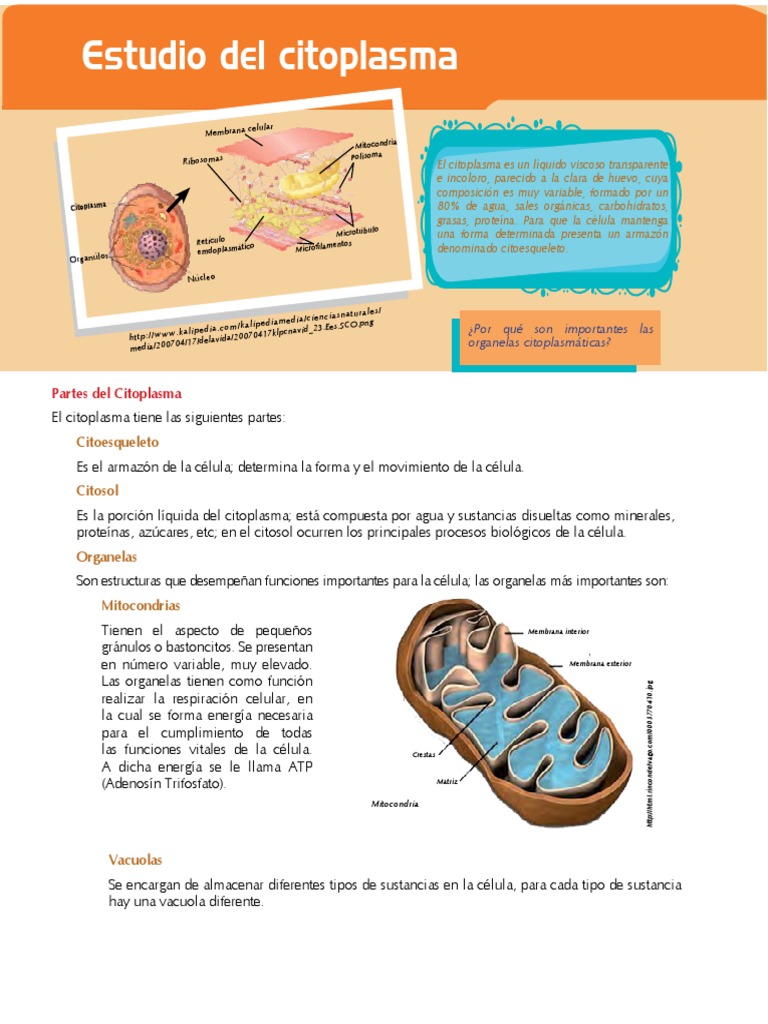 CItoplasma | PDF | Citoplasma | Vacuole