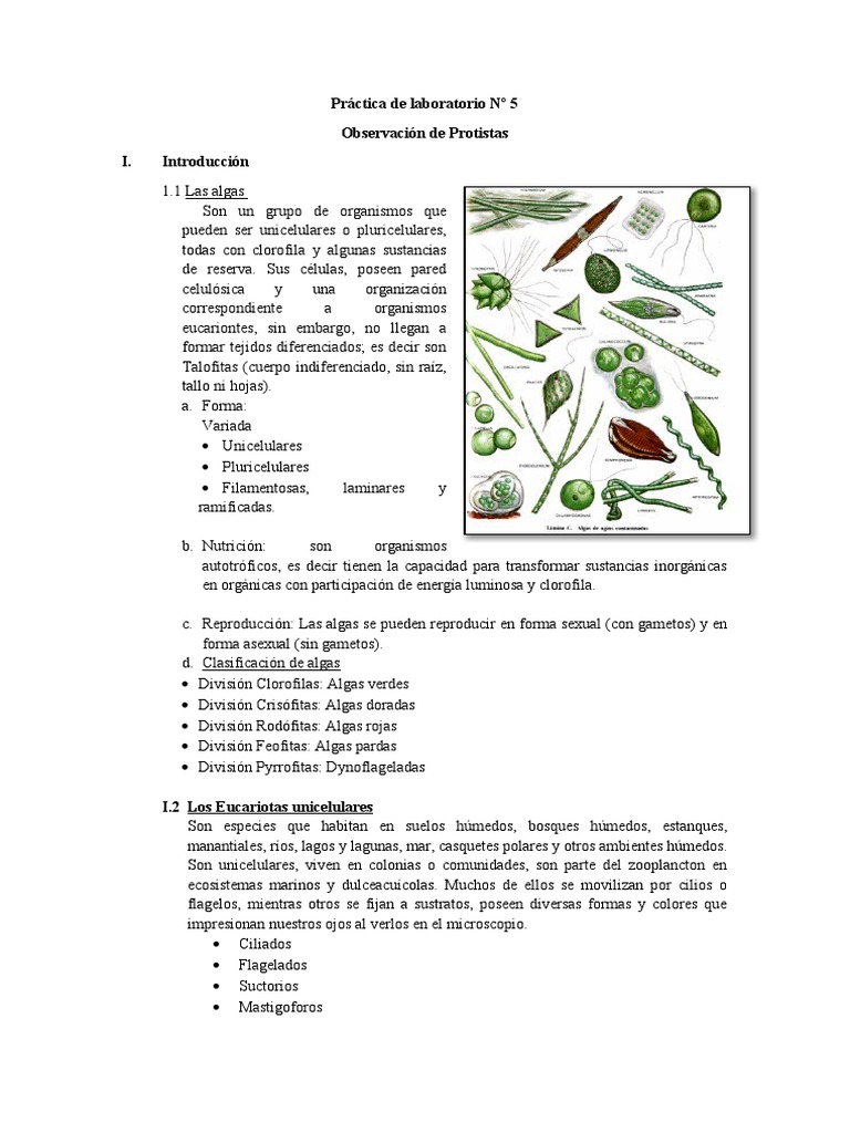 Práctica de Laboratorio #5 | PDF | Algas | Eucariotas