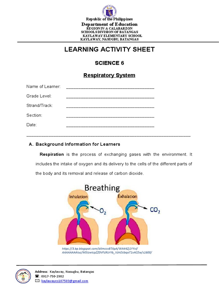 Respiratory System Pdf Lung Respiratory Tract