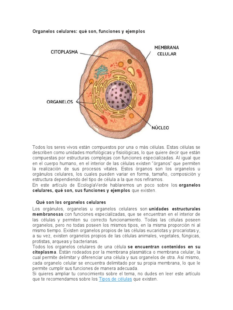 Organelos Celulares | PDF | Biología Celular) | Plantas