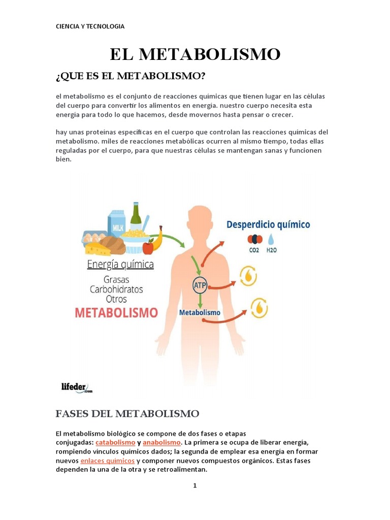 EL METABOLISMO Fases y Tipos | PDF | Metabolismo | Carbohidratos
