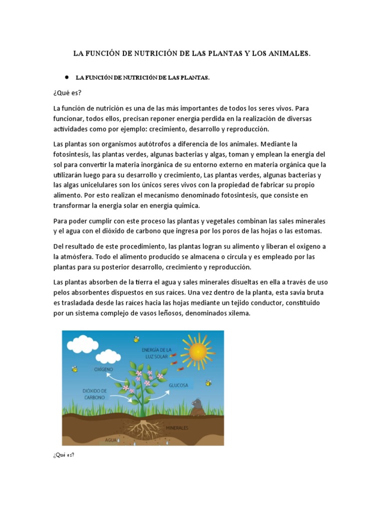 Nutrición en Plantas y Animales: Funciones Clave | PDF | Plantas ...