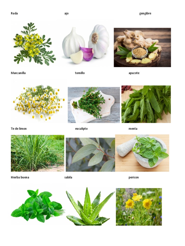 Planta Medicinales 03-05 | PDF