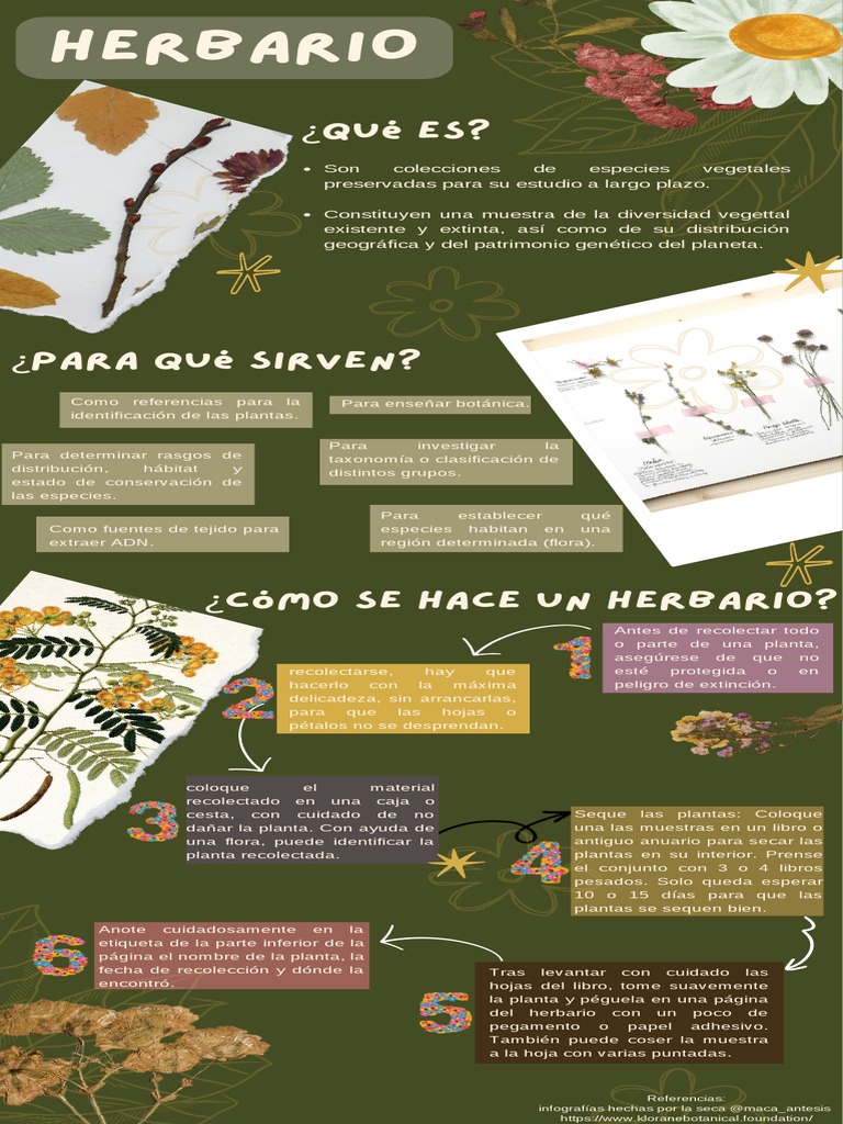Herbario Infografía | PDF | Plantas | Taxa