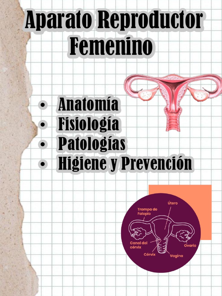 Aparato Reproductor | PDF | Sistema reproductivo | Ovario