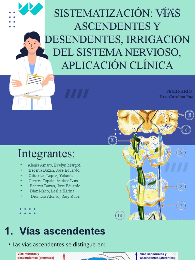 Dibujo de la Vía Corticoespinal | PDF | Médula espinal | Cerebelo