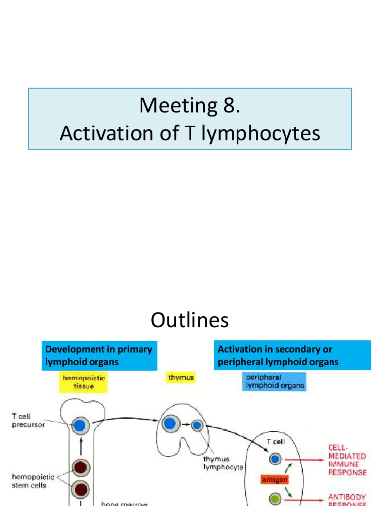 Activation of T Lymphocyte | PDF | T Cell | Thymus