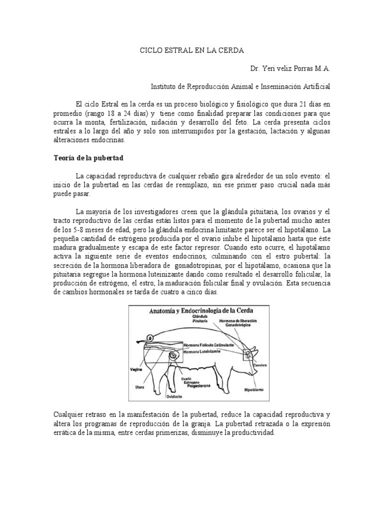 Ciclo Estral en La Cerda | PDF | Anatomia animal | Mamíferos Hembras