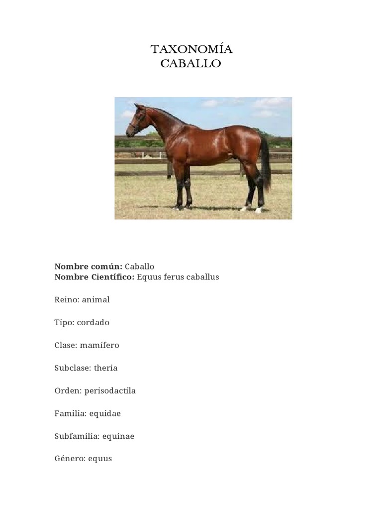 Taxonomía Caballo: Nombre Común: Caballo Nombre Científico: Equus Ferus ...