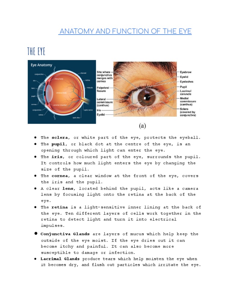 Anatomy and Function of the Eye | PDF