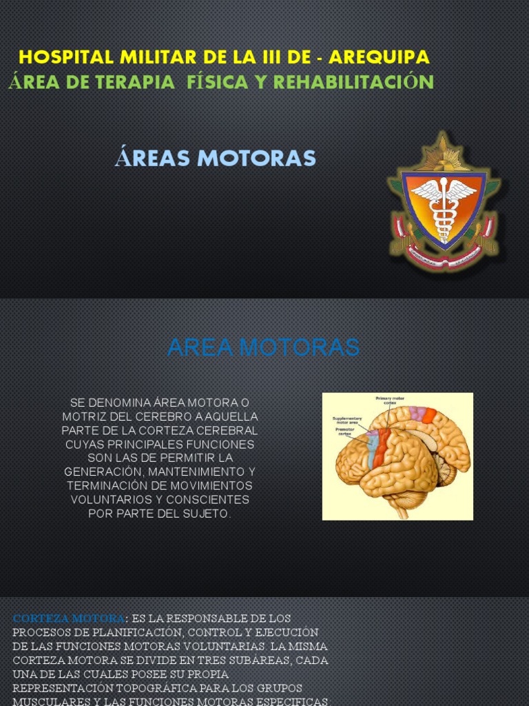 Areas Motoras | PDF | Corteza cerebral | Cerebro