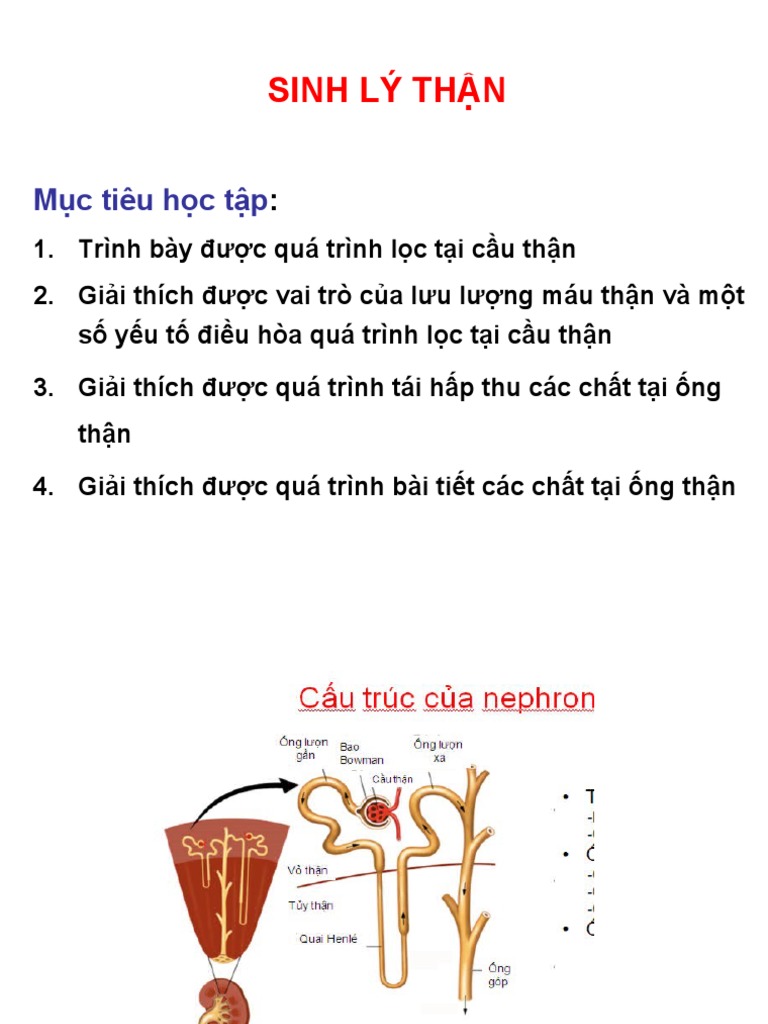 BAI 4 SINH LÝ THẬN | PDF