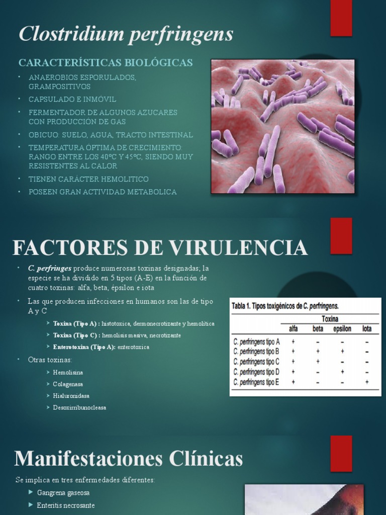 Clostridium Perfringens | PDF