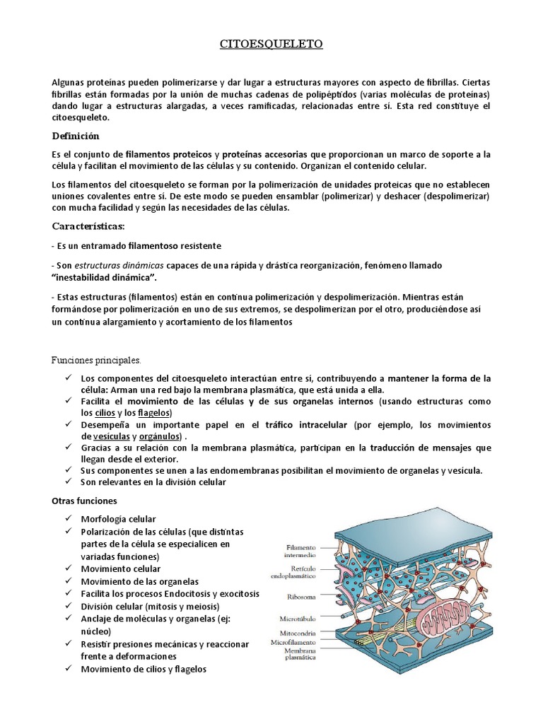 CITOESQUELETO | PDF | Microtúbulos | Actina