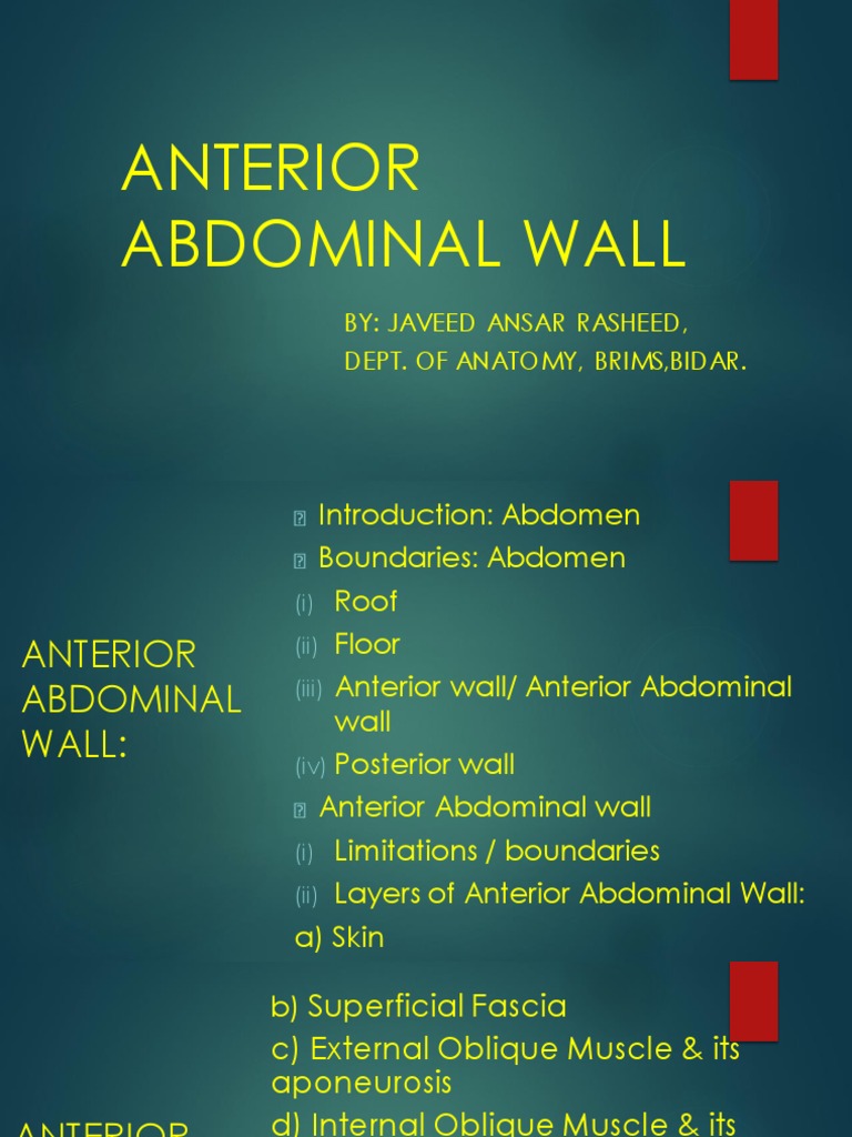 anterior abdominal wall pdf | PDF | Abdomen | Musculoskeletal System