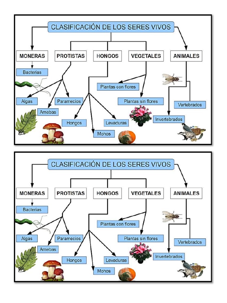 Clasificacion de Los Seres Vivos | PDF