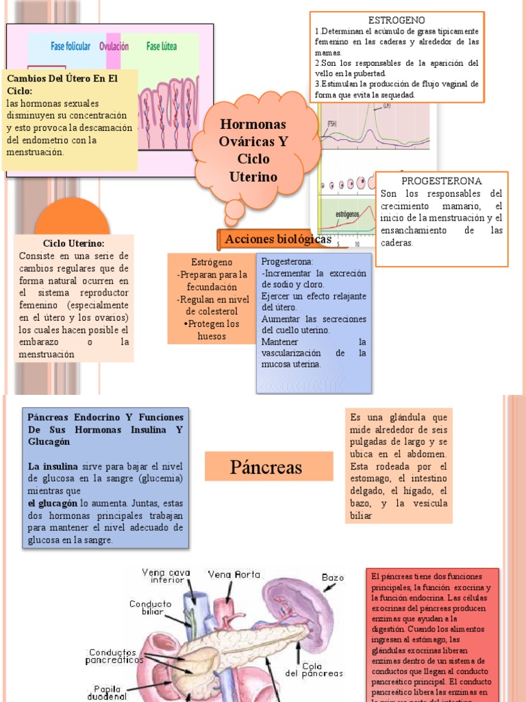 Presentación PANCREAS | PDF | Páncreas | Digestión