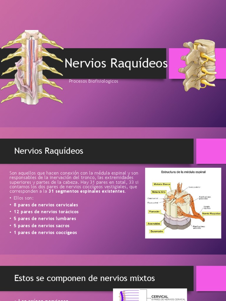 N Nervios Raquídeos | PDF | Médula espinal | Neurociencia