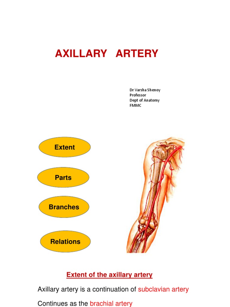 Axillary Artery: Anatomy and Relations | PDF