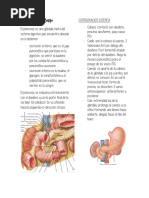 Relaciones Anatómicas del Páncreas | PDF | Estómago | Páncreas
