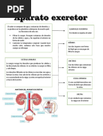 Triptico Sistema Excretor | PDF | Sistema urinario | Riñón