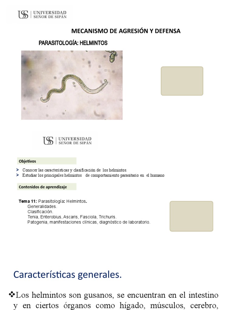 Semana 12 HELMINTOS | PDF | Especialidades Medicas | Animales y humanos