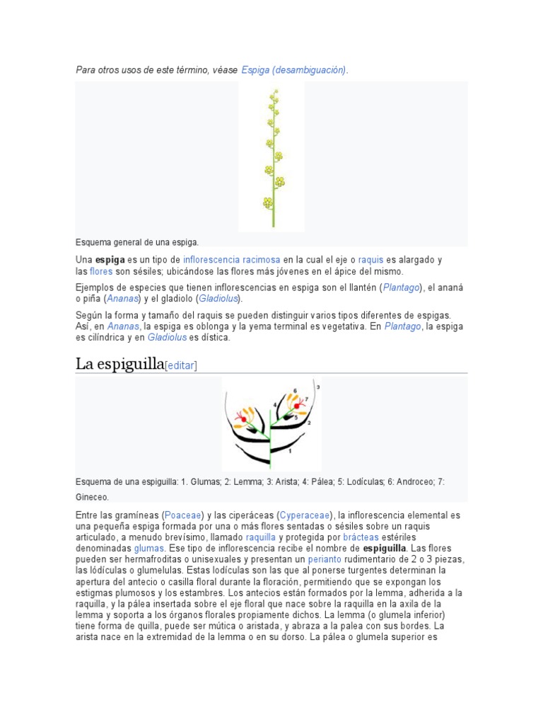 Tipos y características de espigas | PDF | Morfología Vegetal | Botánica