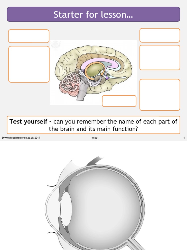 The-Eye | PDF | Eye | Retina