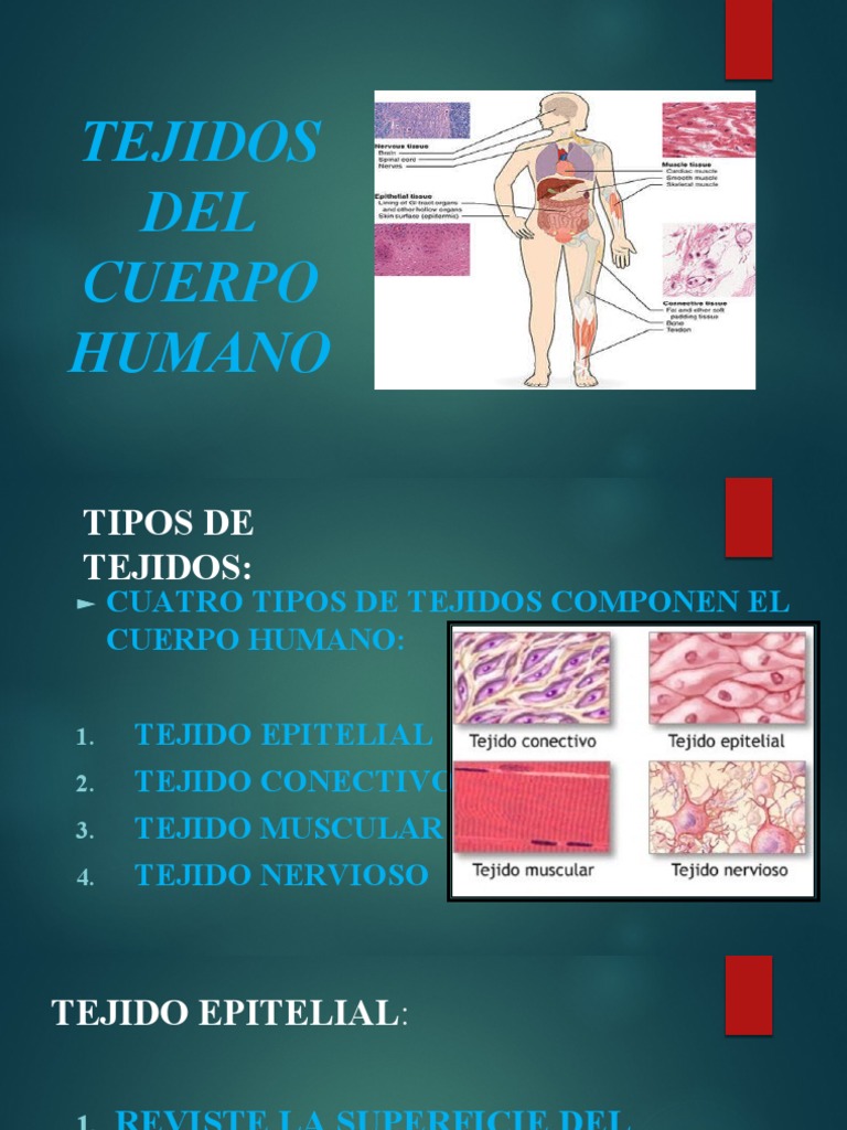 Tejidos Del Cuerpo Humano PDF | PDF | Epitelio | Neurona
