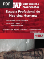 Anatomía de la Pierna: Huesos y Músculos | PDF | Extremidades (anatomía ...